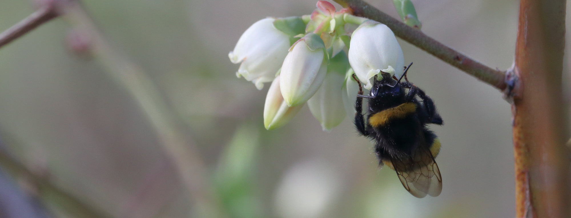Biobees Limited – Biobees Ltd