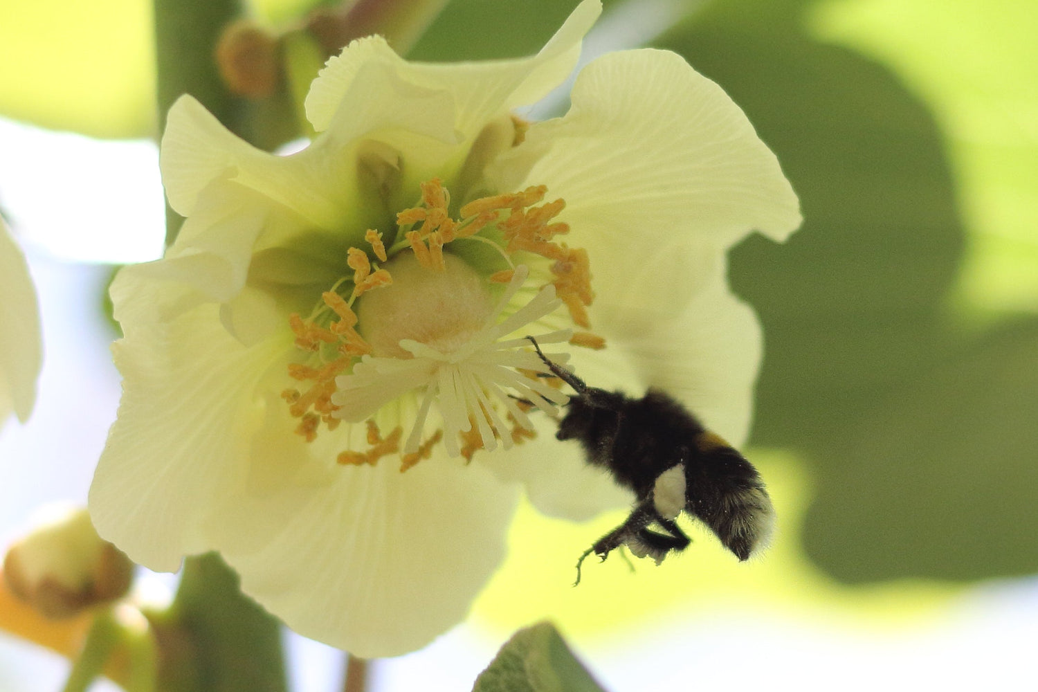 Biobees Limited – Biobees Ltd